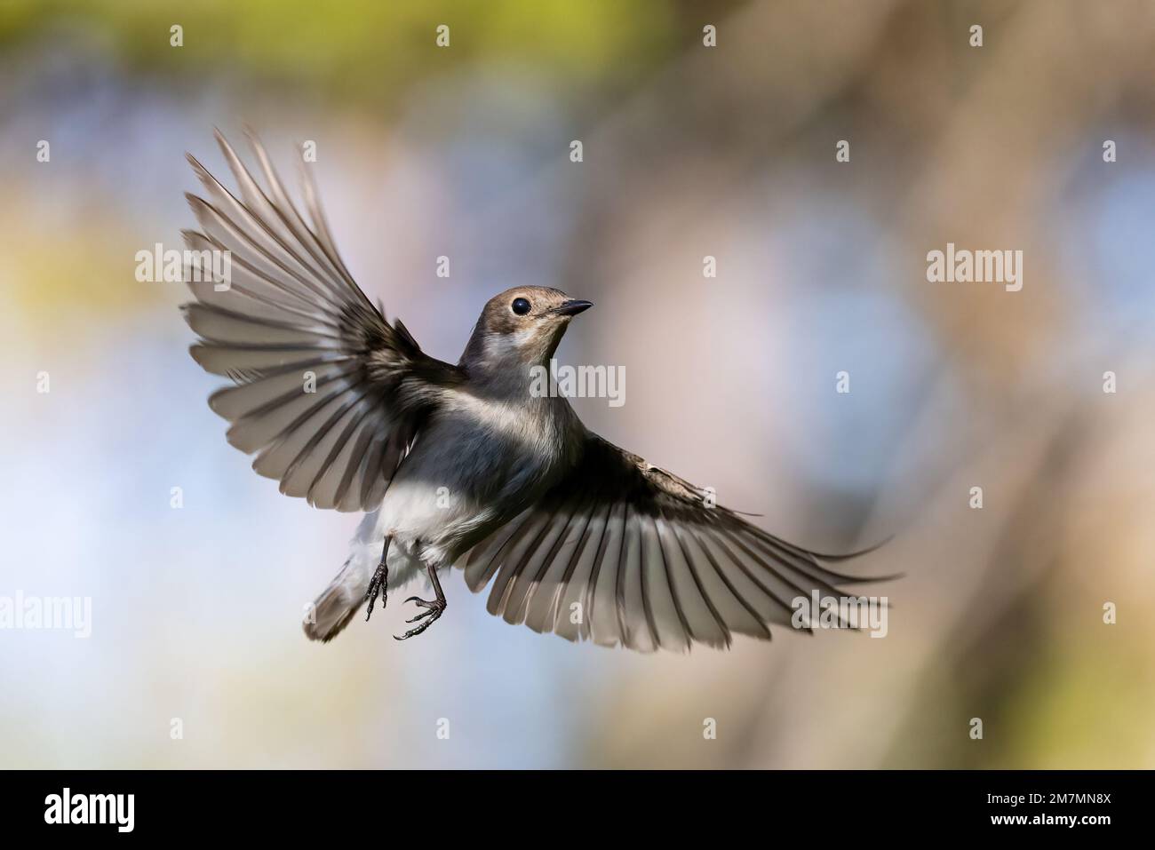 European pied flycatcher Stock Photo - Alamy