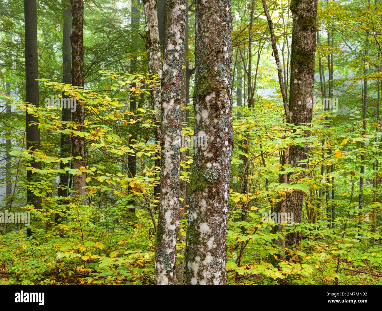 Bavarian rhon nature park hi-res stock photography and images - Alamy