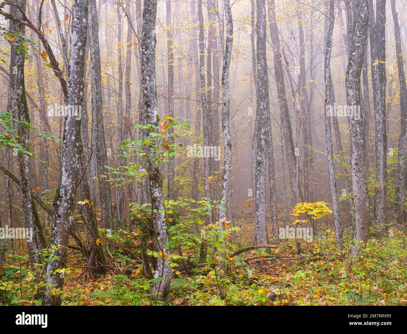 Europe, Germany, Bavaria, UNESCO Biosphere Reserve Rhön, Bavarian Rhön ...