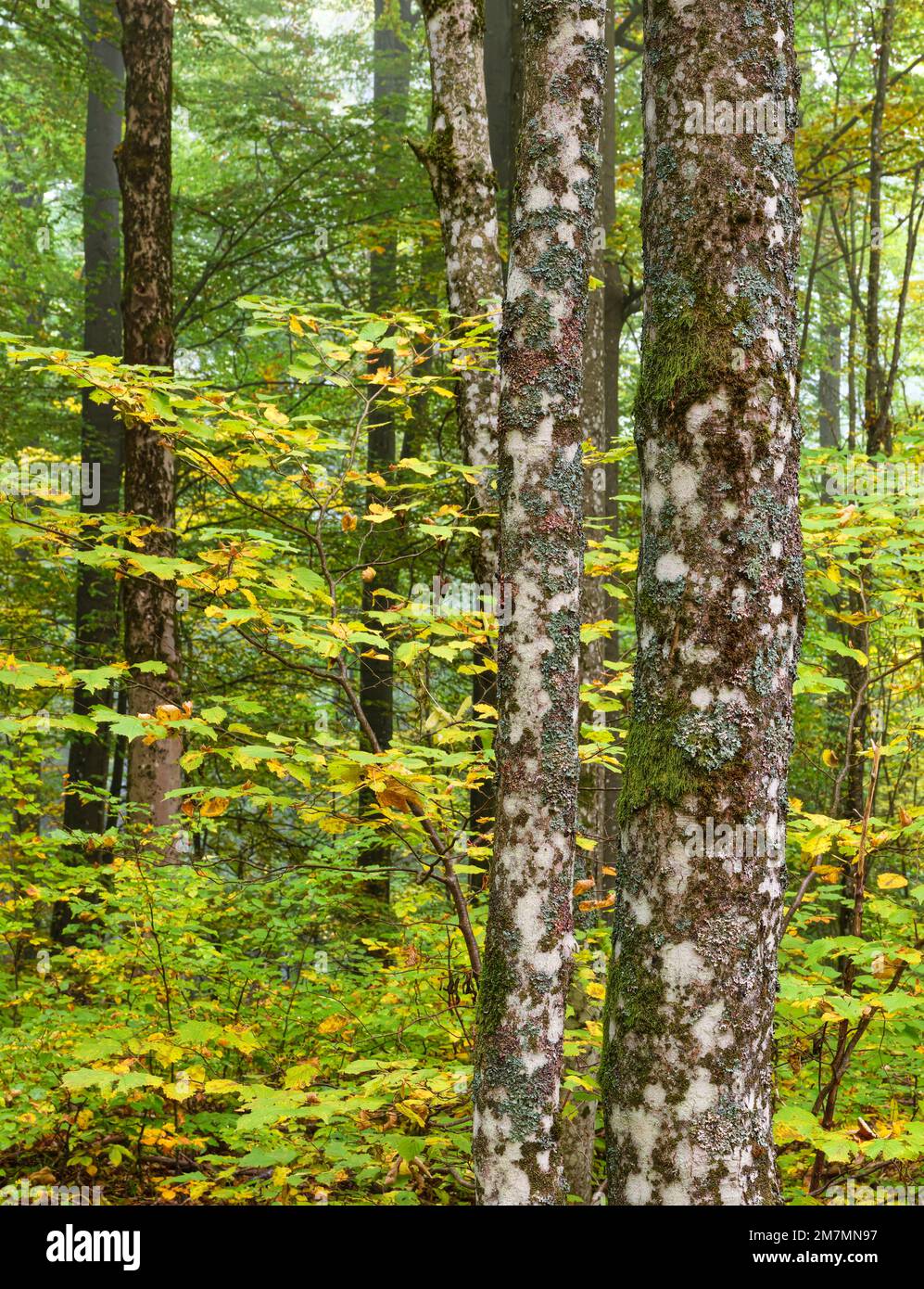 Europe, Germany, Bavaria, UNESCO Biosphere Reserve Rhön, Bavarian Rhön Nature Park, autumn fog ...