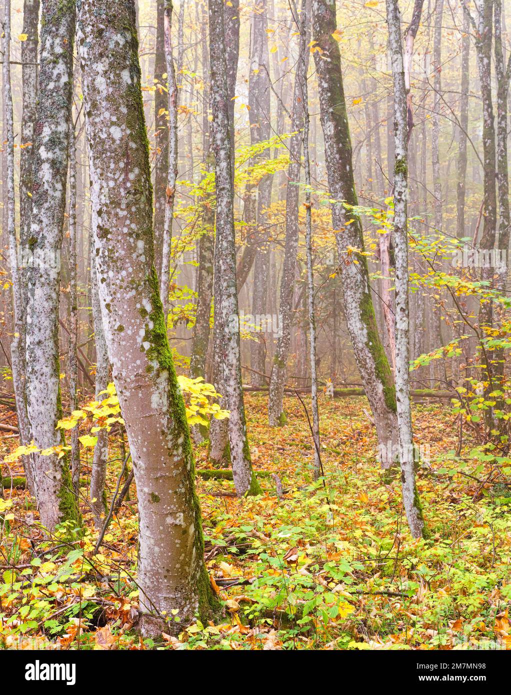 Europe, Germany, Bavaria, UNESCO Biosphere Reserve Rhön, Bavarian Rhön ...