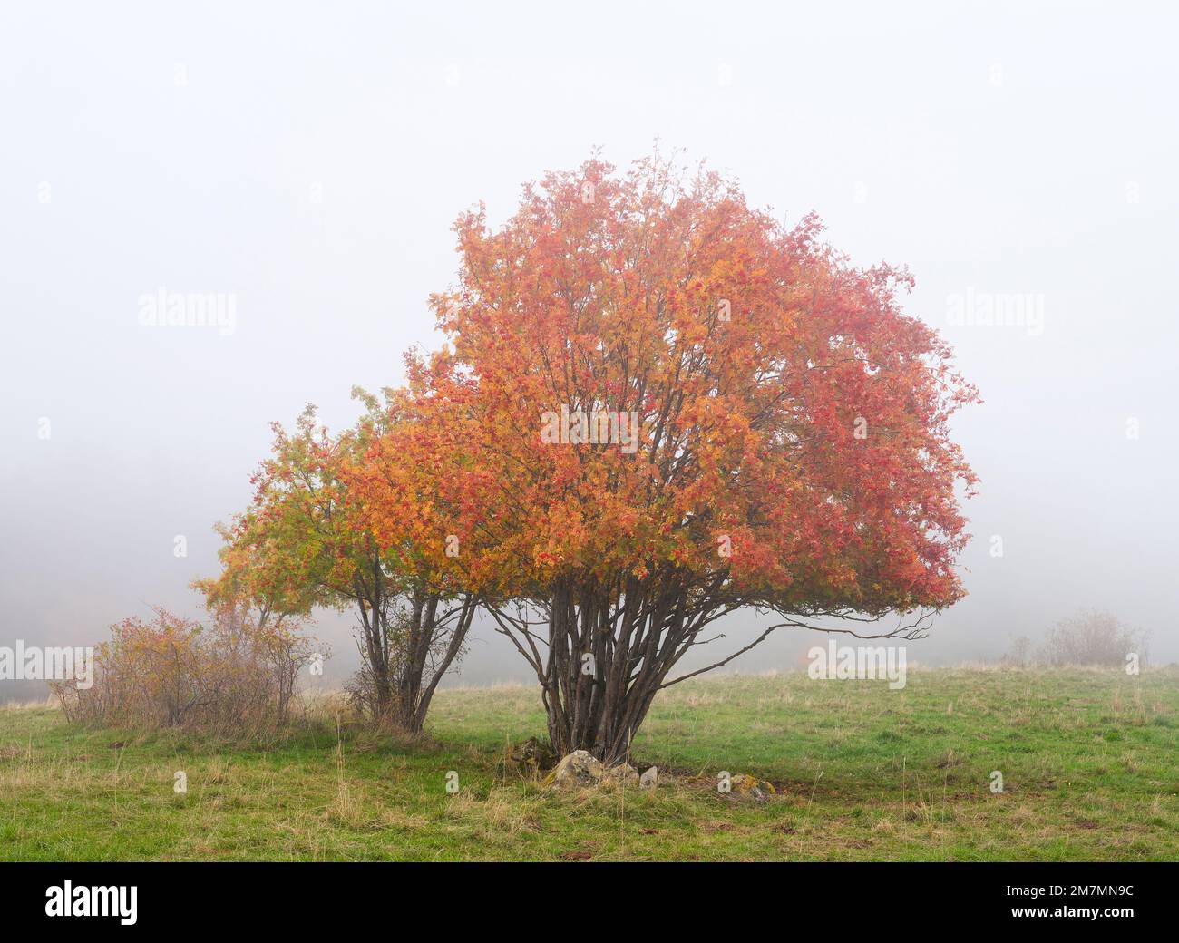 Europe, Germany, Bavaria, UNESCO Biosphere Reserve Rhön, Bavarian Rhön ...