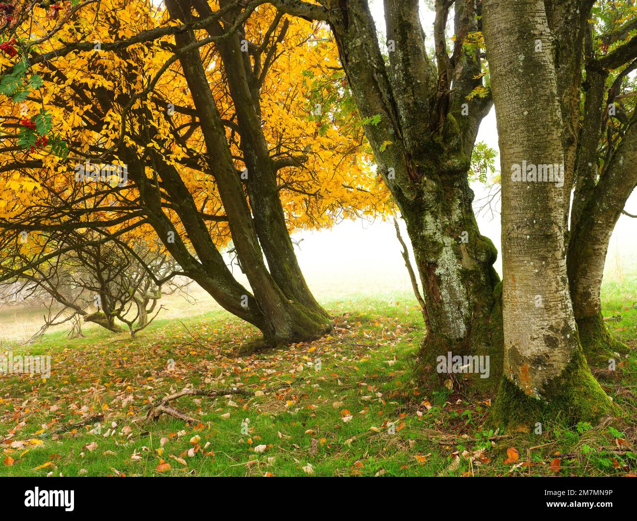 Europe, Germany, Bavaria, UNESCO Biosphere Reserve Rhön, Bavarian Rhön ...