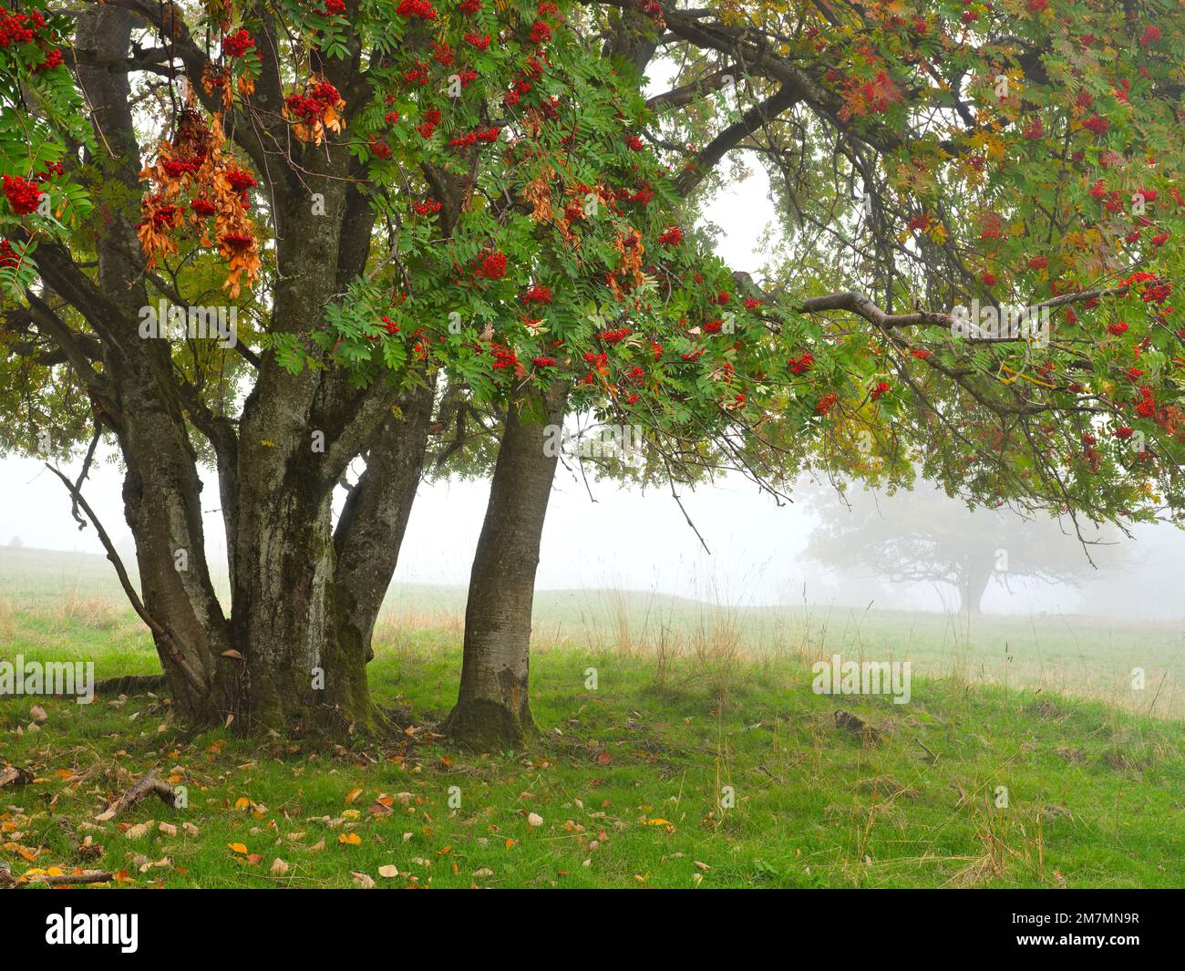 Europe, Germany, Bavaria, UNESCO Biosphere Reserve Rhön, Bavarian Rhön ...