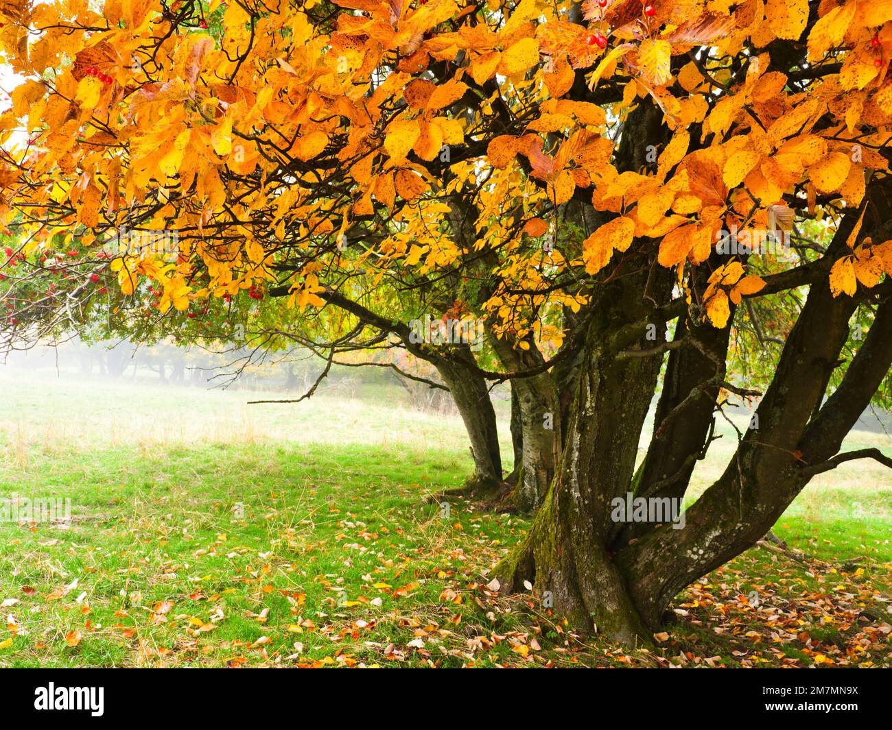 Europe, Germany, Bavaria, UNESCO Biosphere Reserve Rhön, Bavarian Rhön ...