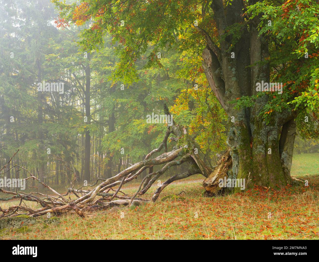 Europe, Germany, Bavaria, UNESCO Biosphere Reserve Rhön, Bavarian Rhön Nature Park, nature ...