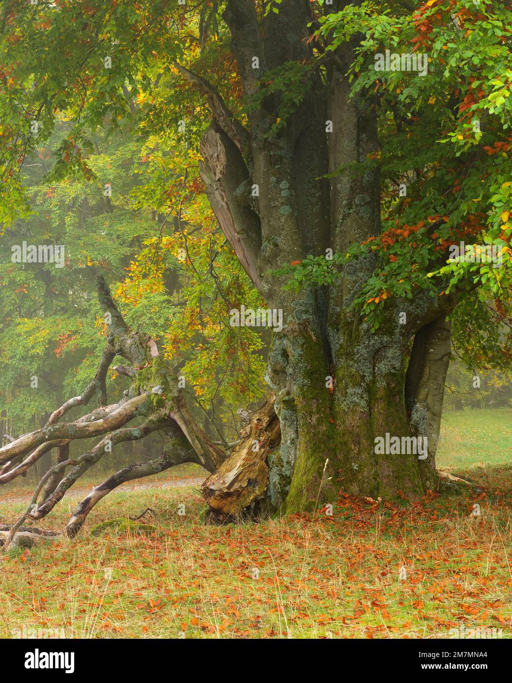 Bavarian rhon nature park hi-res stock photography and images - Alamy