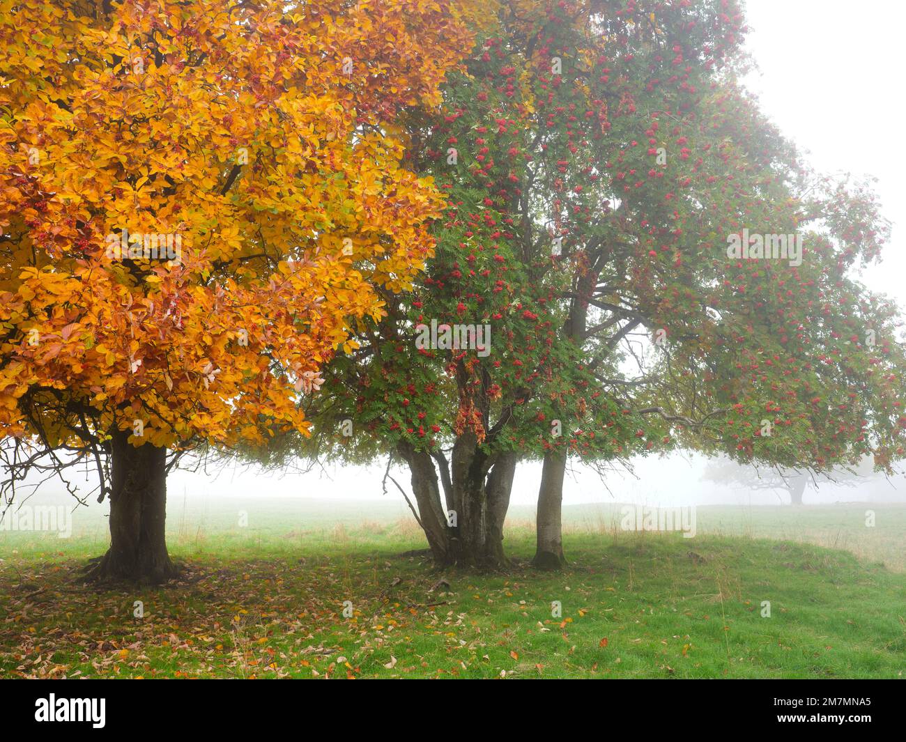 Europe, Germany, Bavaria, UNESCO Biosphere Reserve Rhön, Bavarian Rhön ...