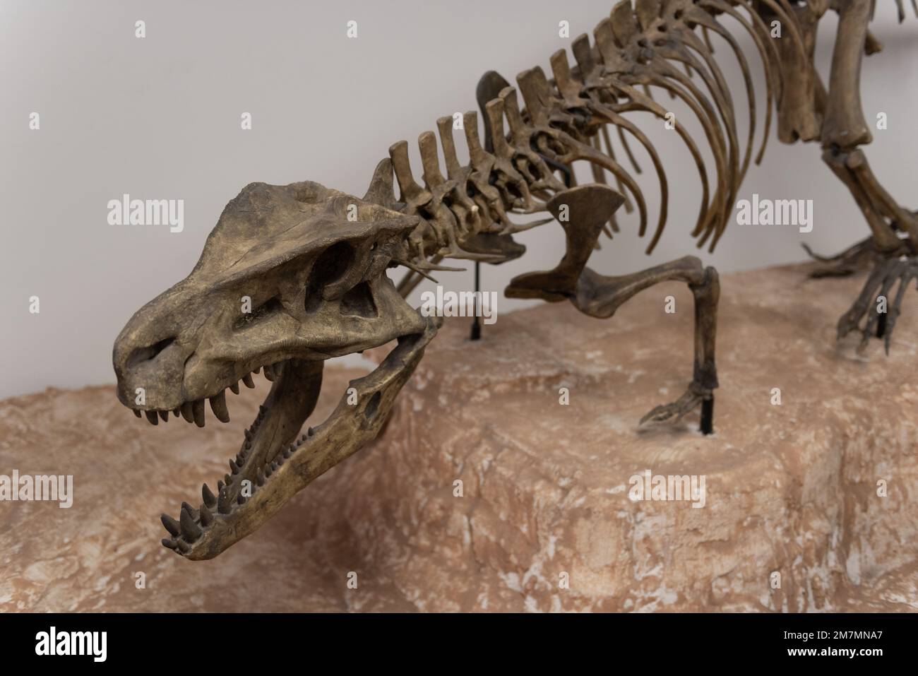 Petrified Dino Fossils