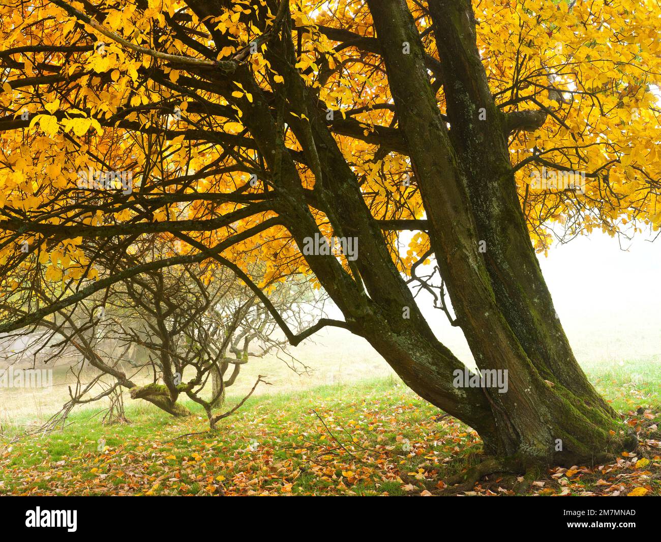 Europe, Germany, Bavaria, UNESCO Biosphere Reserve Rhön, Bavarian Rhön ...