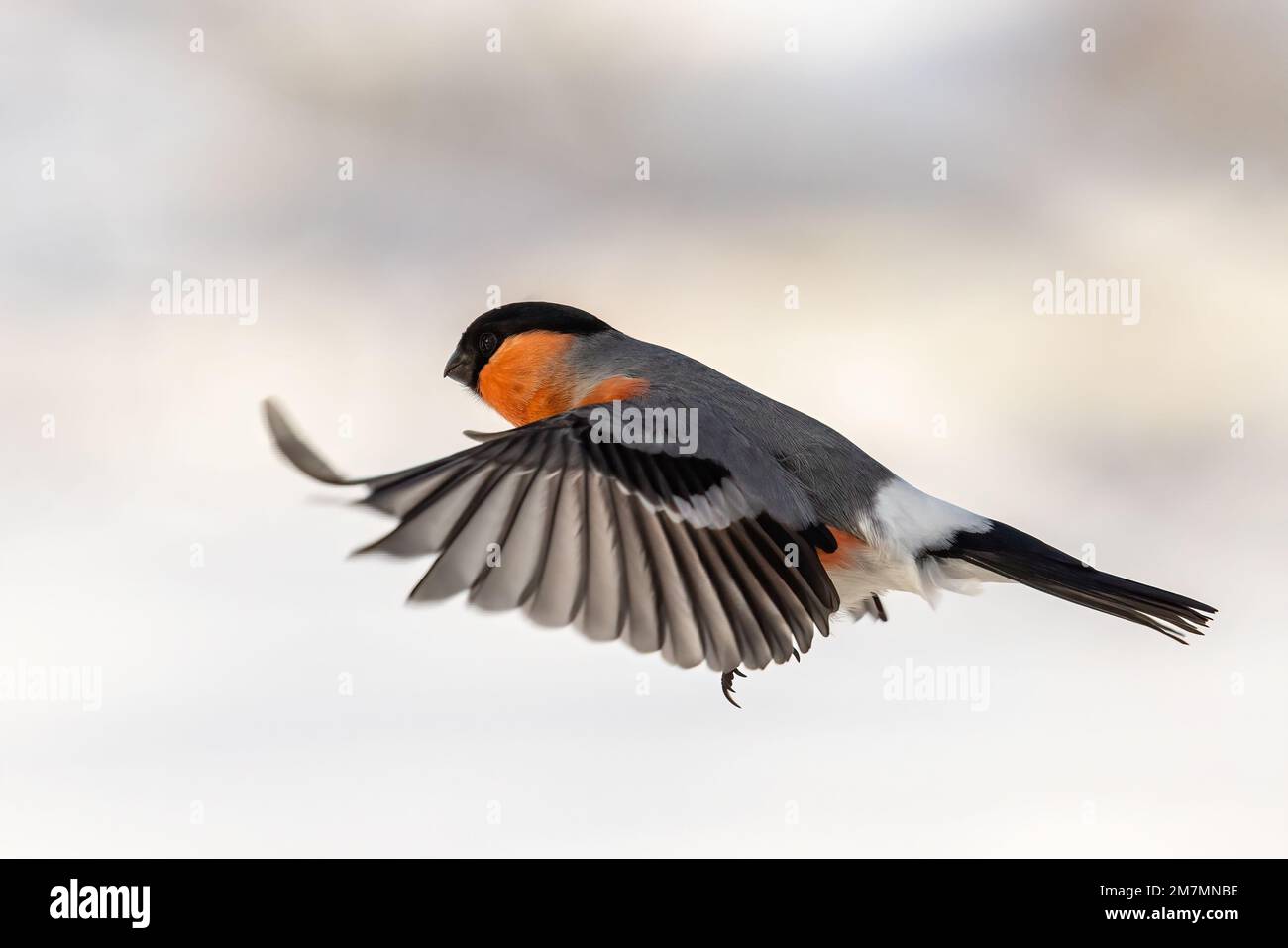 Bullfinch wings hi-res stock photography and images - Alamy