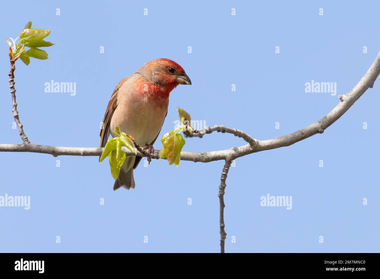 Male common rosefinch carpodacus hi-res stock photography and images ...