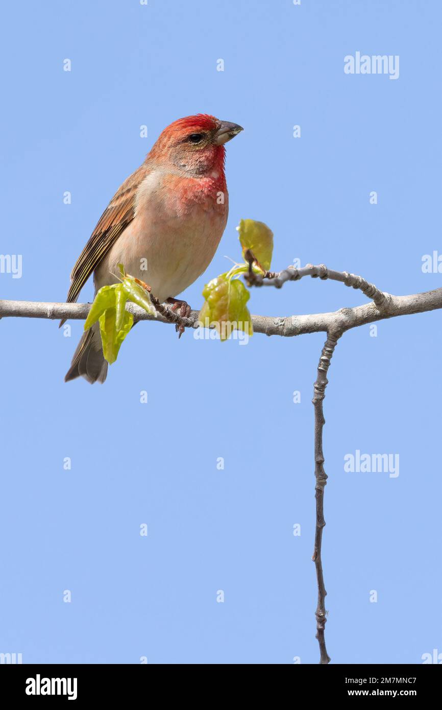 Male common rosefinch carpodacus hi-res stock photography and images ...