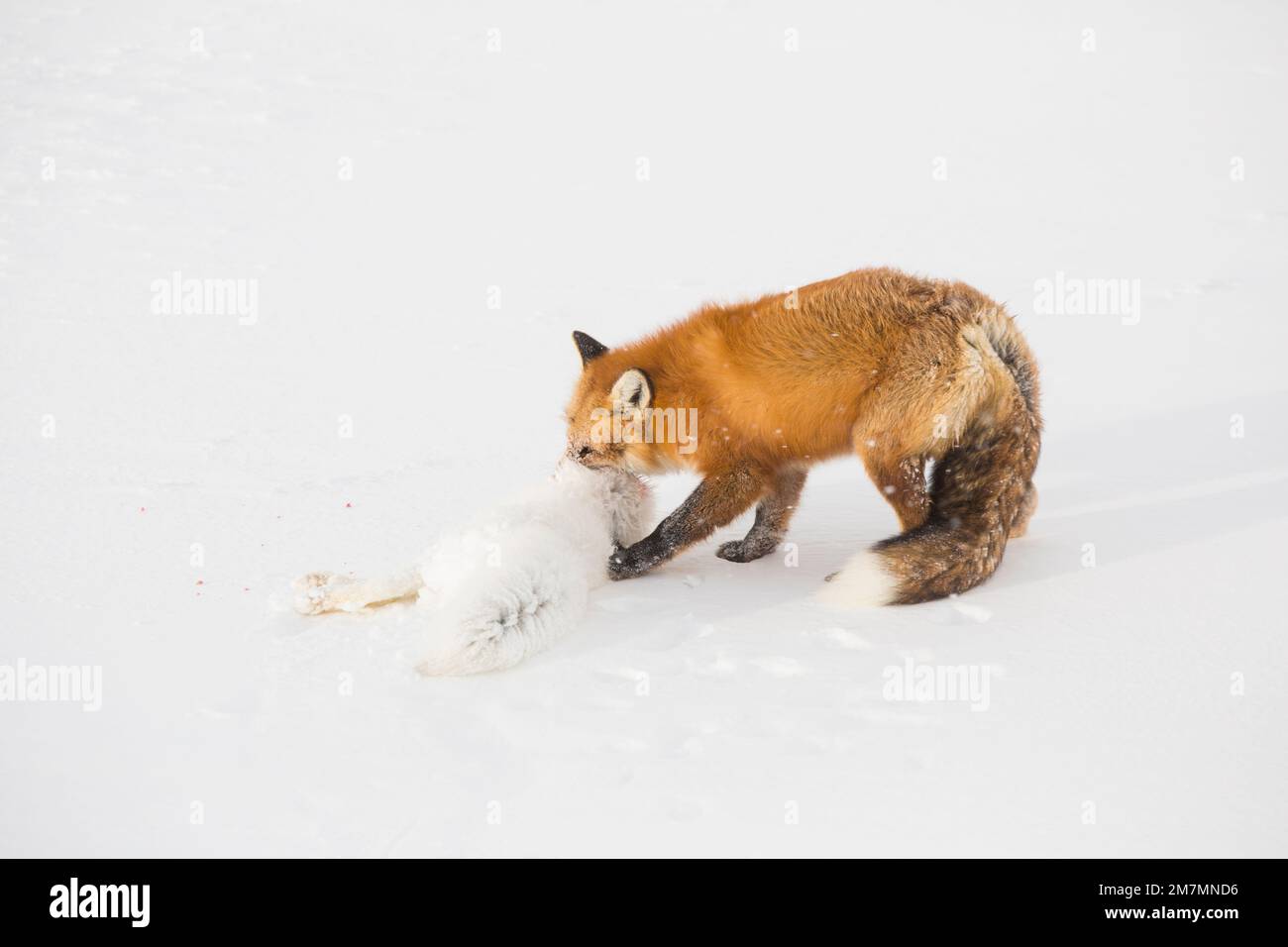 01871-02901 Red Fox (Vulpes vulpes) eating Arctic Fox (Alopex lagopus ...