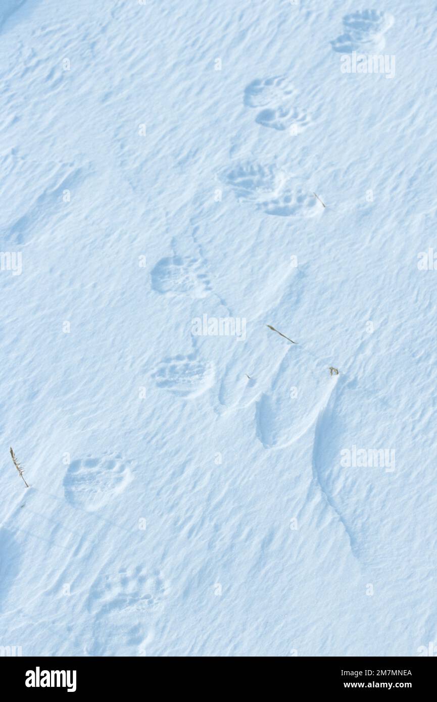 Polar bear footprints hi-res stock photography and images - Alamy