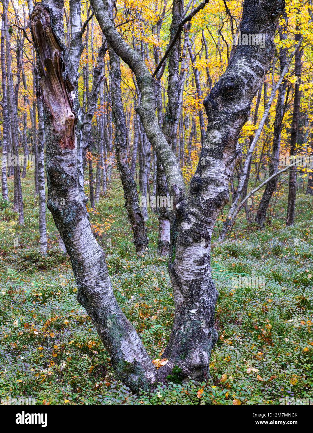 Hochrhoen premium trail hi-res stock photography and images - Alamy