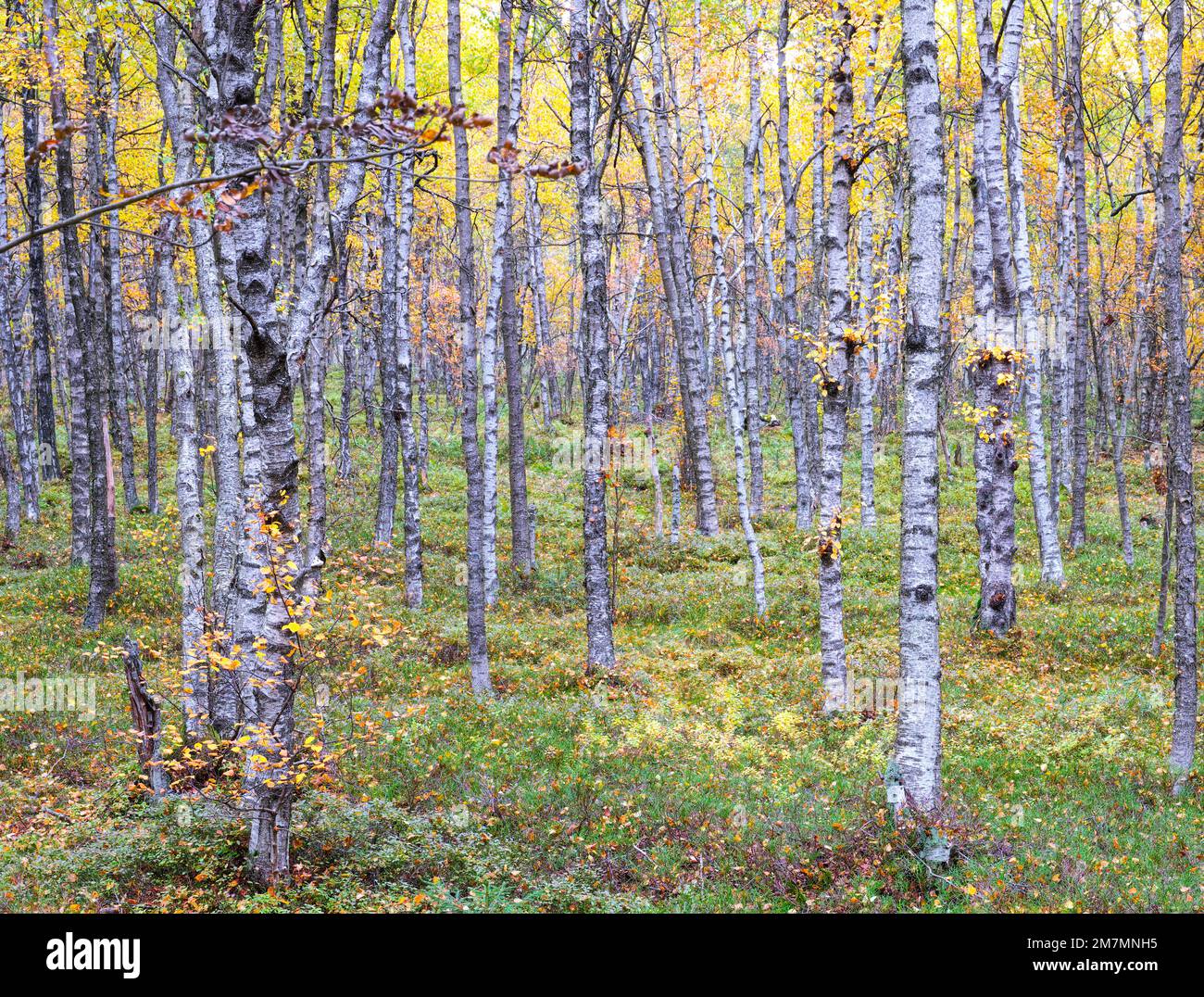 Europe, Germany, Hesse, UNESCO Biosphere Reserve Rhön, Nature Park ...