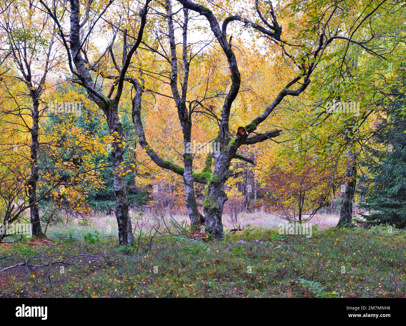 Europe, Germany, Hesse, UNESCO Biosphere Reserve Rhön, Hessian Rhön ...