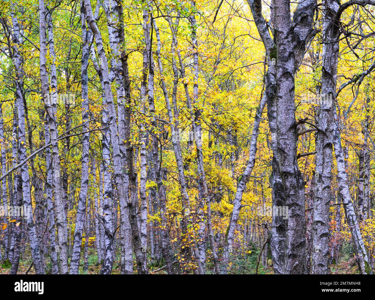 Europe, Germany, Hesse, UNESCO Biosphere Reserve Rhön, Nature Park ...