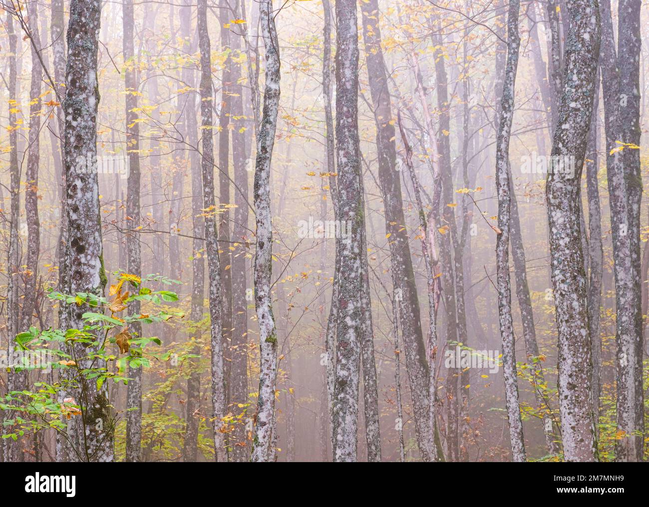 Europe, Germany, Bavaria, UNESCO Biosphere Reserve Rhön, Bavarian Rhön ...