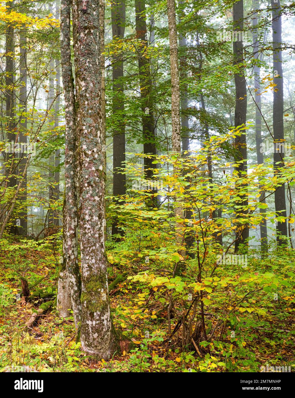 Europe, Germany, Bavaria, UNESCO Biosphere Reserve Rhön, Bavarian Rhön ...