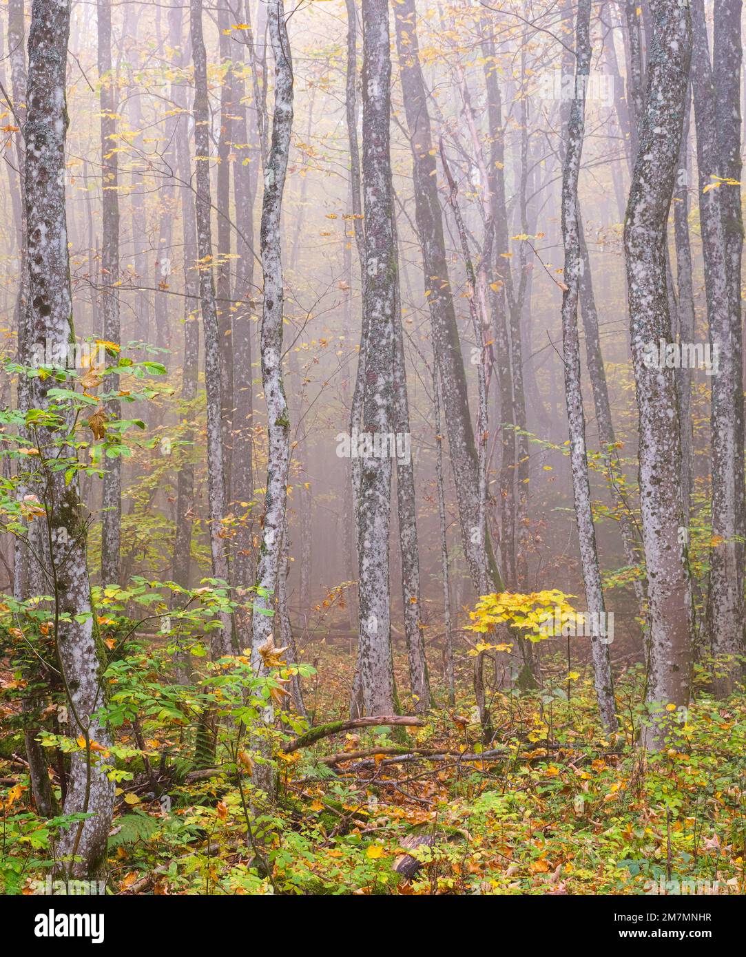 Europe, Germany, Bavaria, UNESCO Biosphere Reserve Rhön, Bavarian Rhön ...