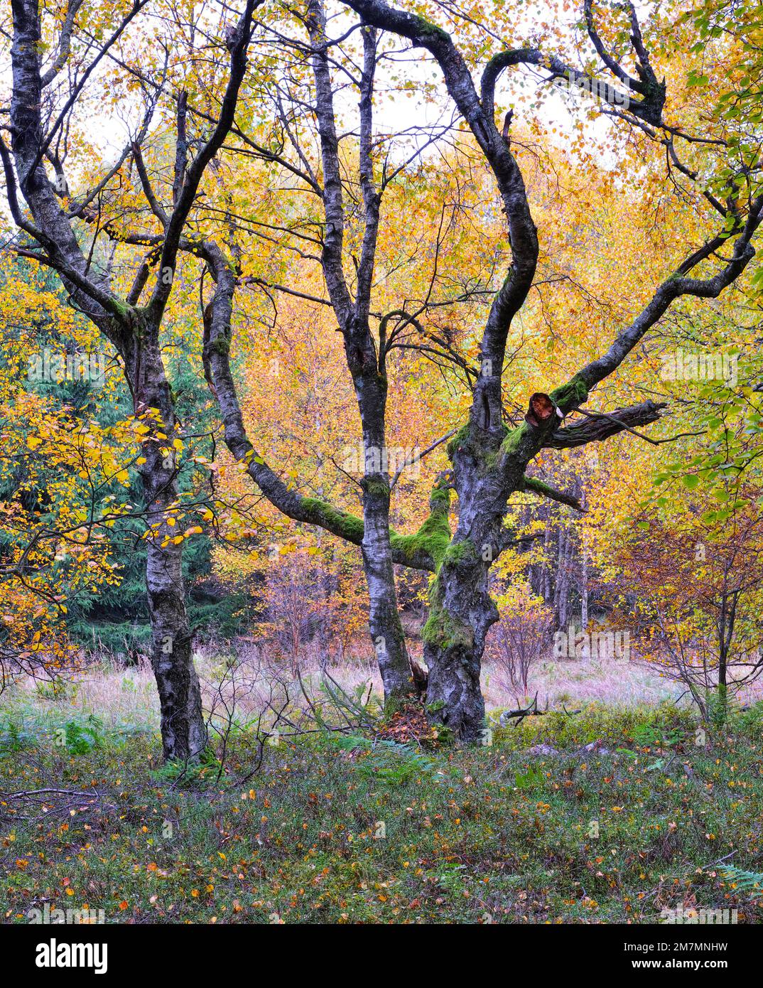 Nature park hessian rhon hi-res stock photography and images - Alamy