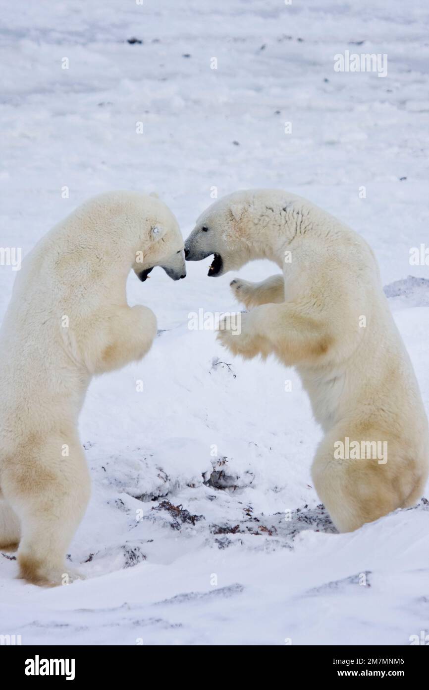 Two polar bears sparring churchill wildlife management area mani hi-res stock photography and ...