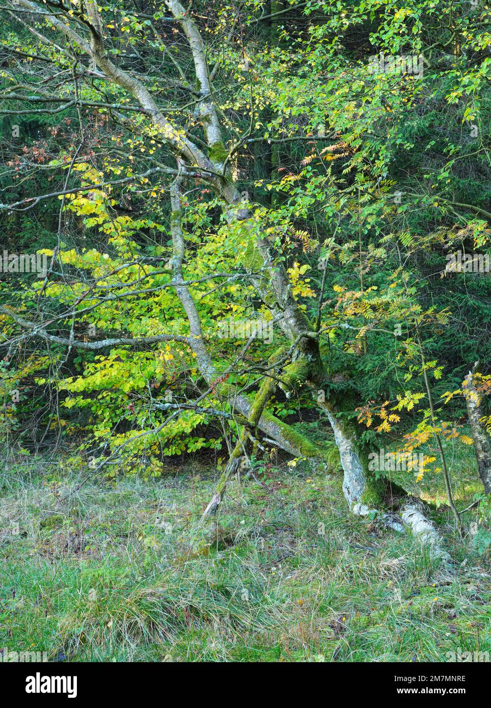 Europe, Germany, Bavaria, UNESCO Biosphere Reserve Rhön, Nature Park ...