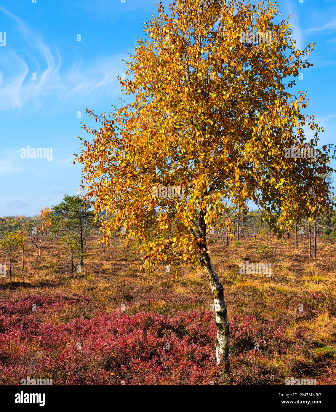 Bog blueberries in the moor hi-res stock photography and images - Alamy