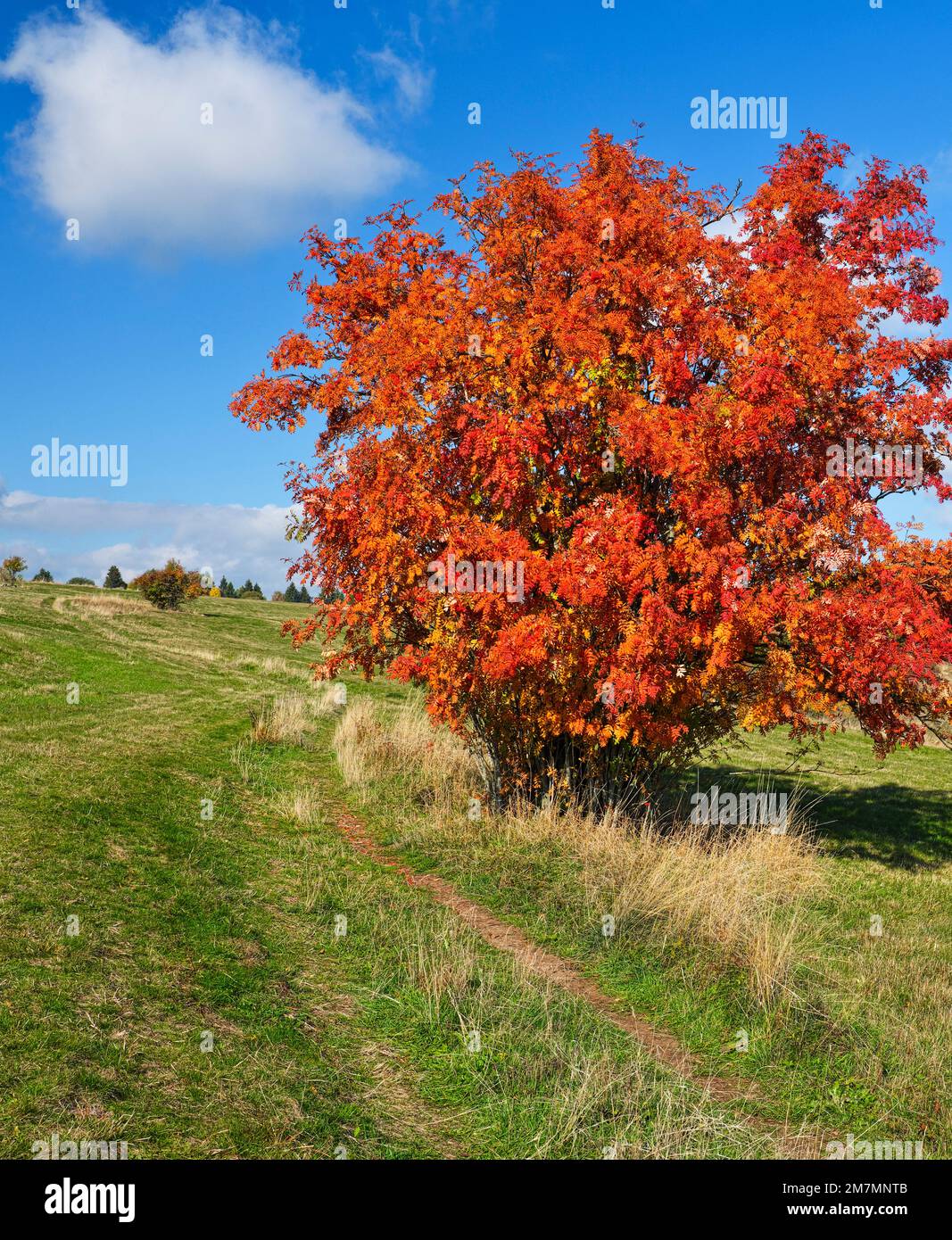 Europe, Germany, Bavaria, UNESCO Biosphere Reserve Rhön, Bavarian Rhön ...