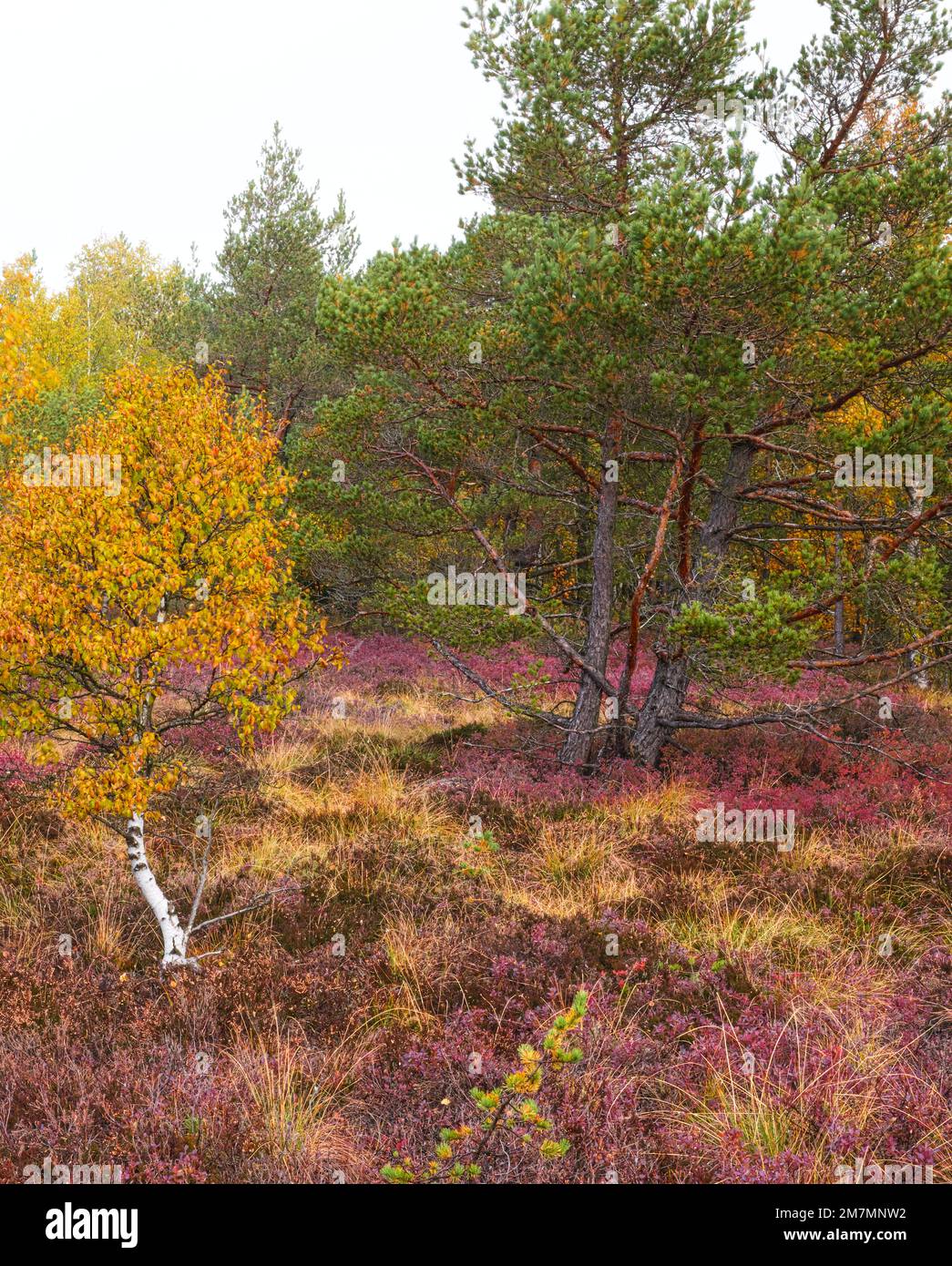 Europe, Germany, Bavaria, UNESCO Biosphere Reserve Rhön, Nature Park ...