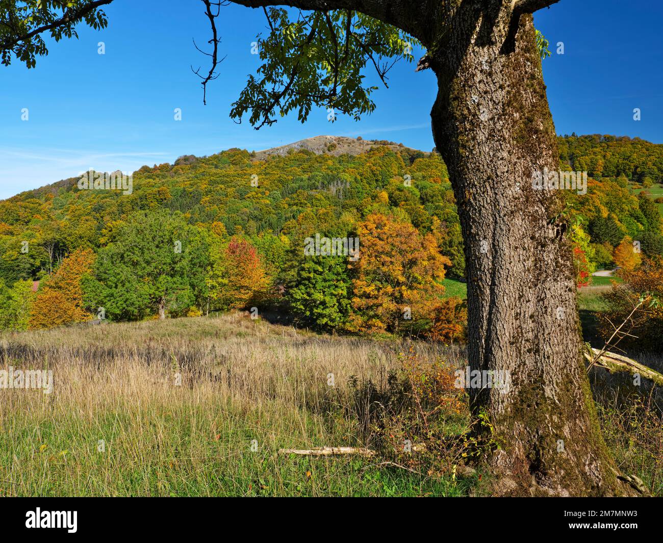 Old mountain ash trees hi-res stock photography and images - Alamy