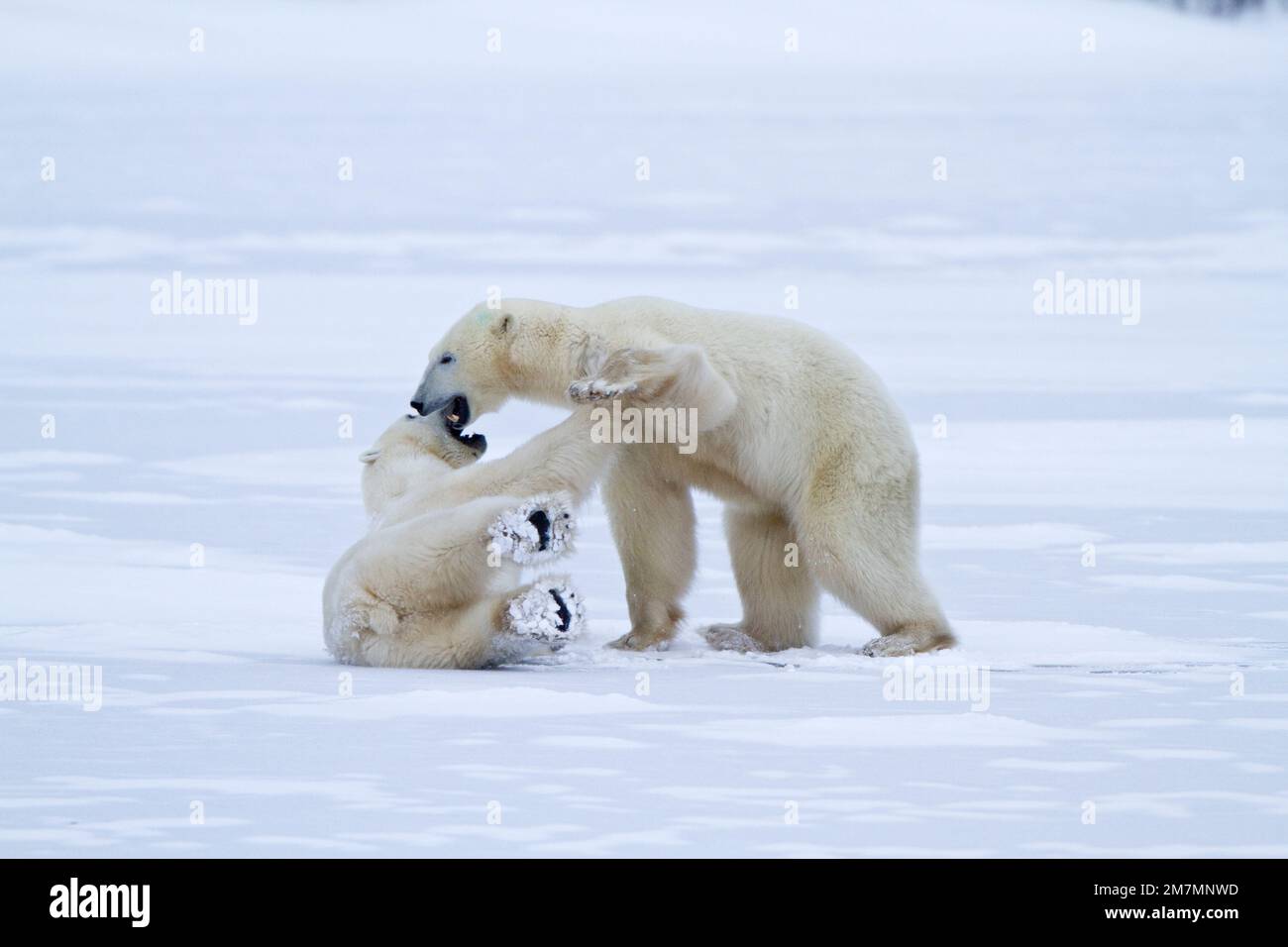 01874-12515 Two Polar bears (Ursus maritimus) sparring, Churchill Wildlife Management Area ...