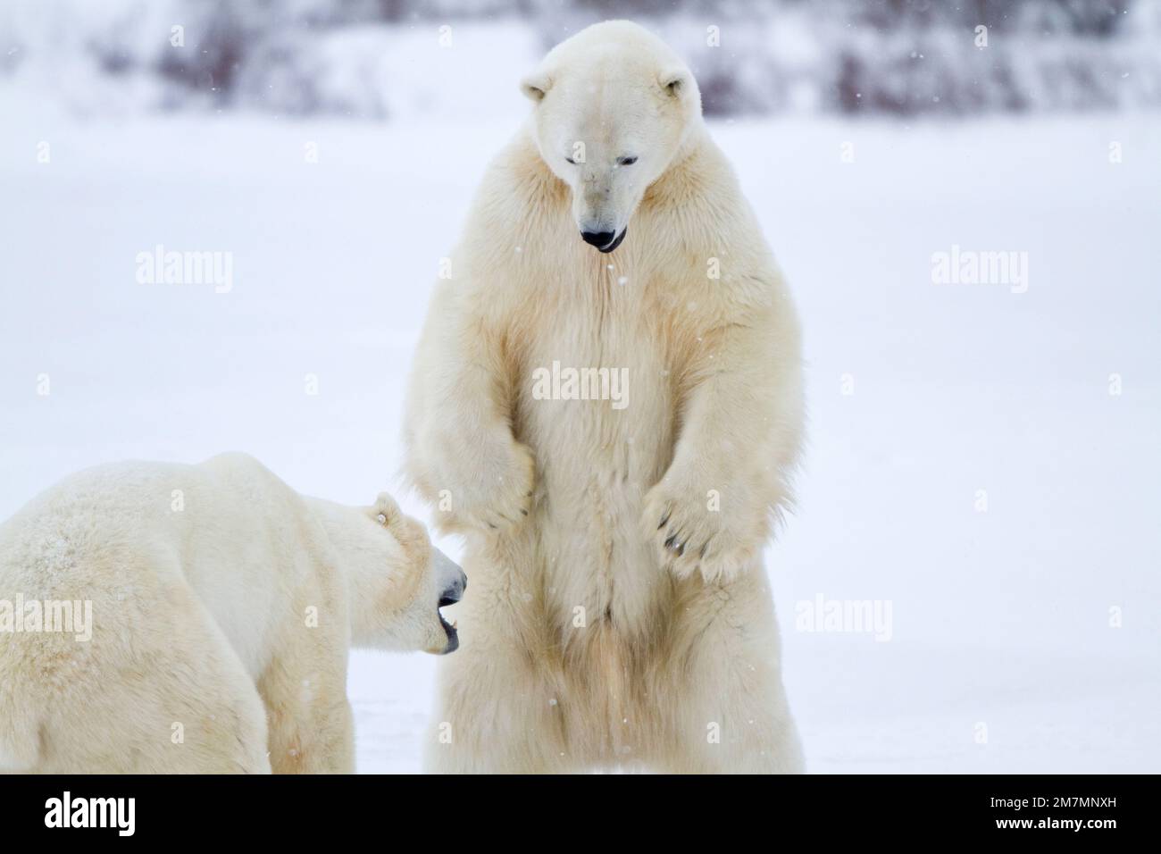 Two polar bears sparring in churchill wildlife management area m hi-res stock photography and ...