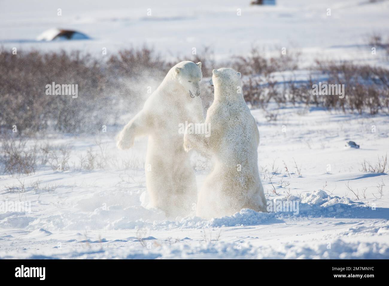 01874-13406 Polar Bears (Ursus maritimus) sparring, Churchill Wildlife Management Area ...