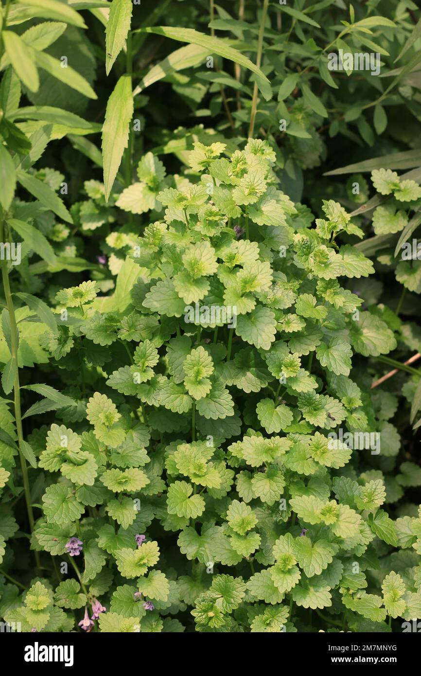 Typical common leafy green plants growing in the sunny summer meadow ...