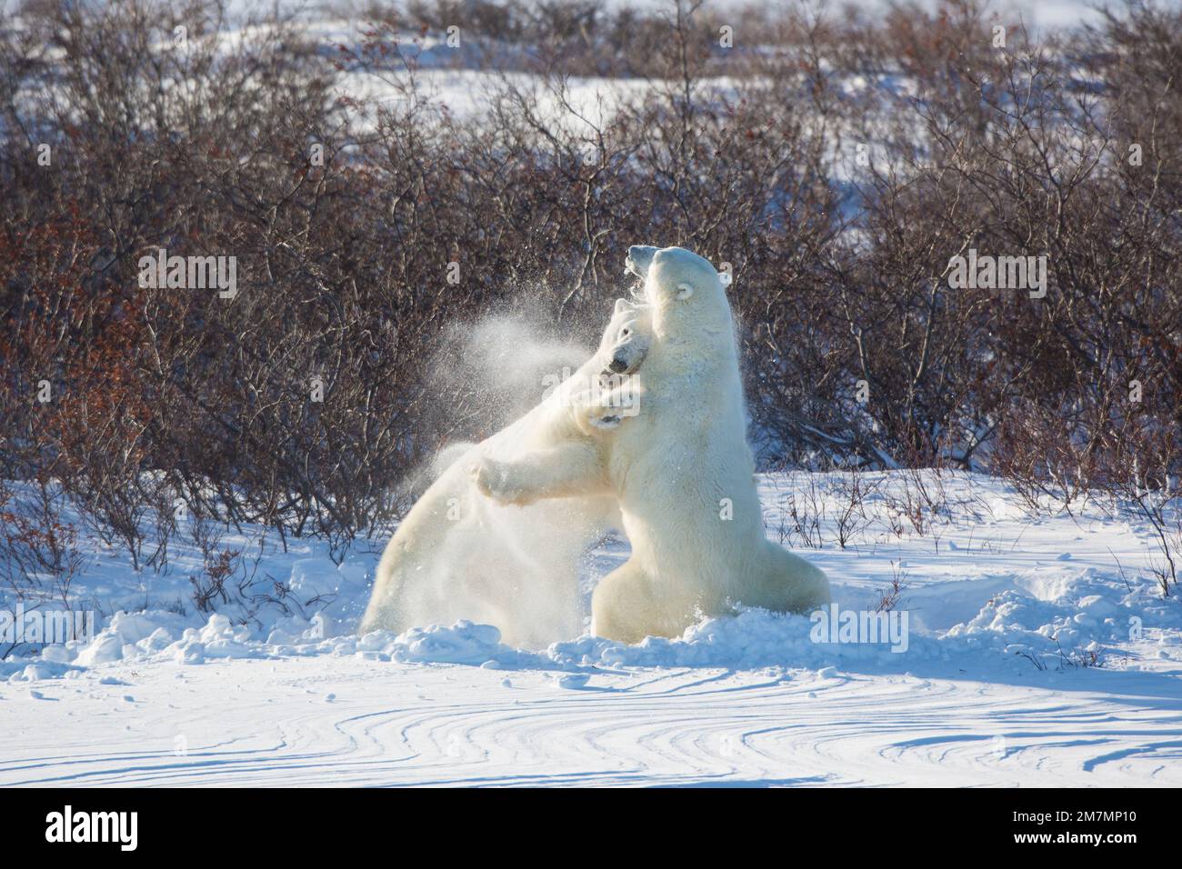 01874-13514 Polar Bears (Ursus maritimus) sparring, Churchill Wildlife Management Area ...