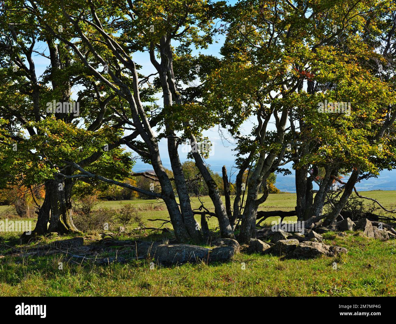 Group of hute beech trees hi-res stock photography and images - Alamy