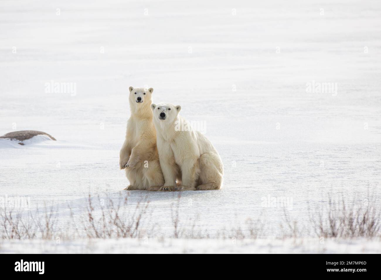 01874-13713 Polar Bears (Ursus maritimus) female with 1 cub. Churchill Wildlife Management Area ...