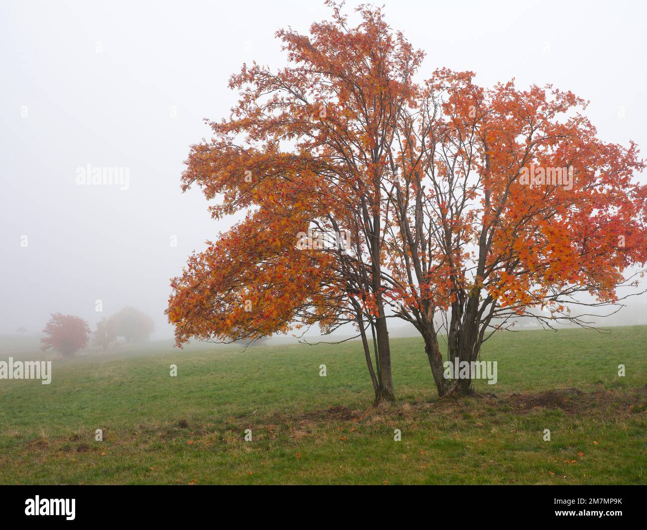 Europe, Germany, Bavaria, UNESCO Biosphere Reserve, Bavarian Rhön ...