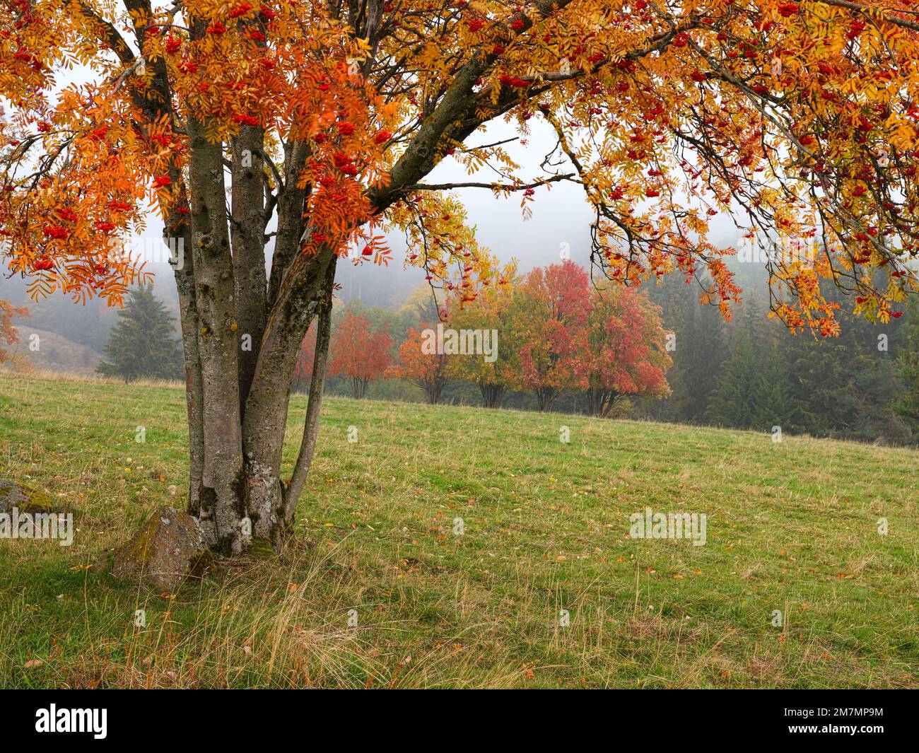Europe, Germany, Bavaria, UNESCO Biosphere Reserve, Bavarian Rhön ...
