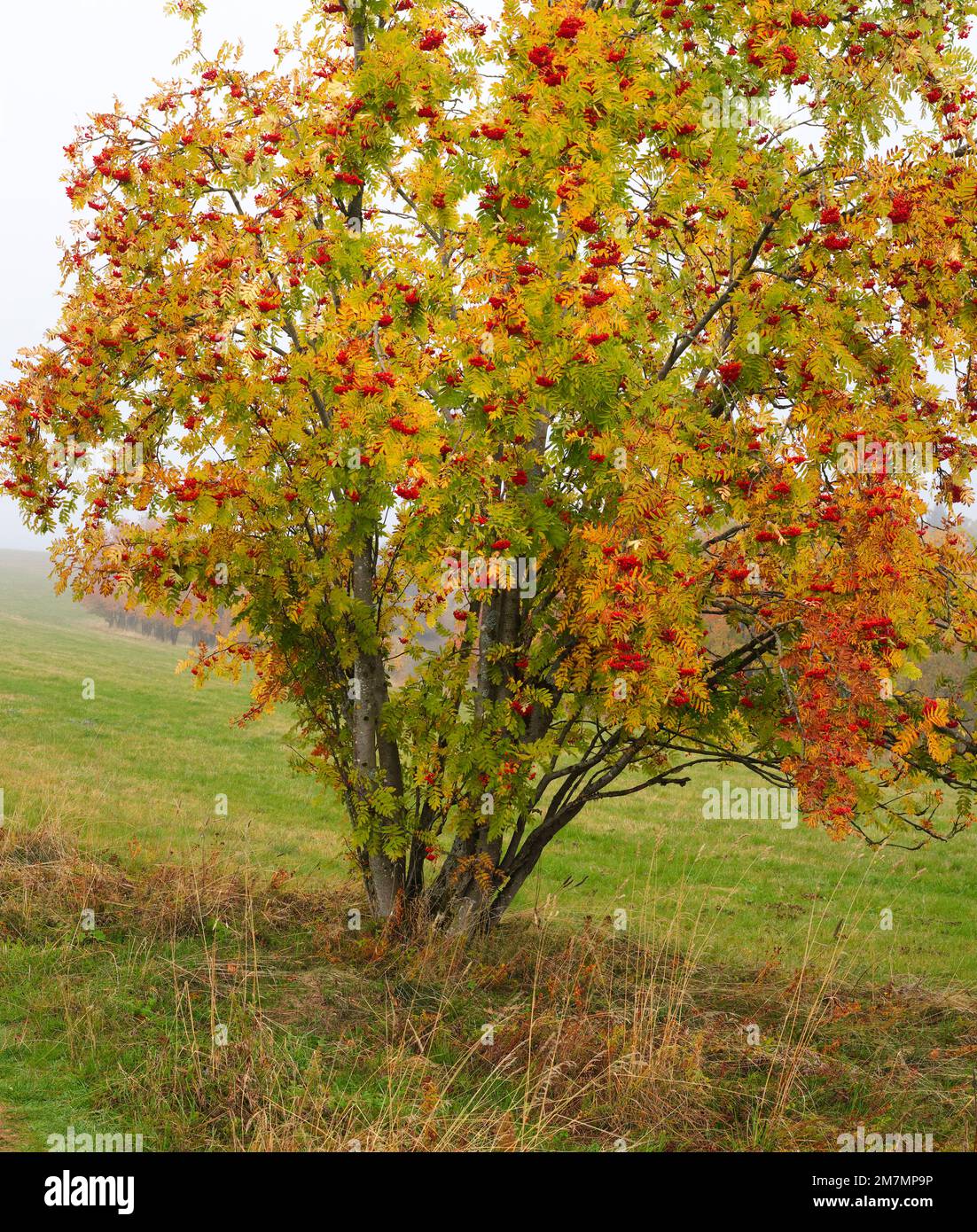 Europe, Germany, Bavaria, UNESCO Biosphere Reserve, Bavarian Rhön ...