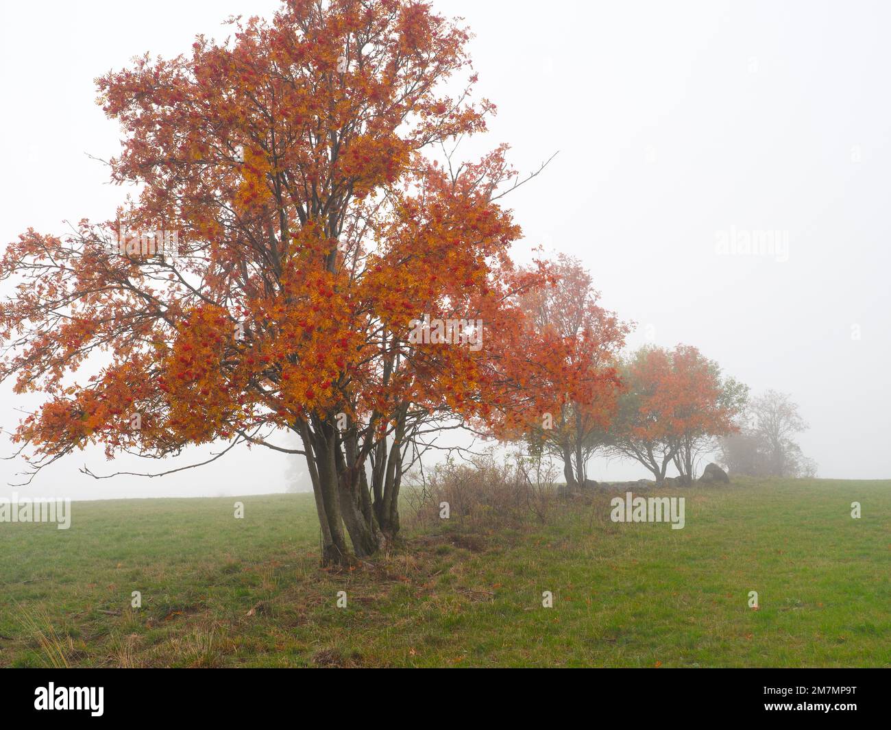 Europe, Germany, Bavaria, UNESCO Biosphere Reserve, Bavarian Rhön ...