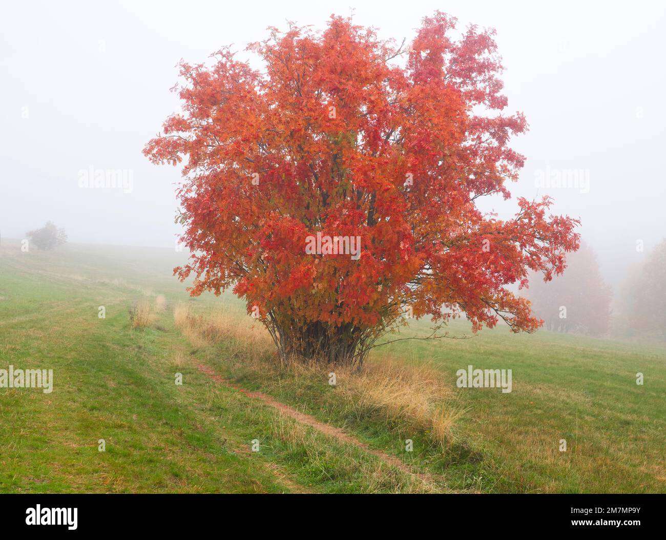Europe, Germany, Bavaria, UNESCO Biosphere Reserve, Bavarian Rhön ...
