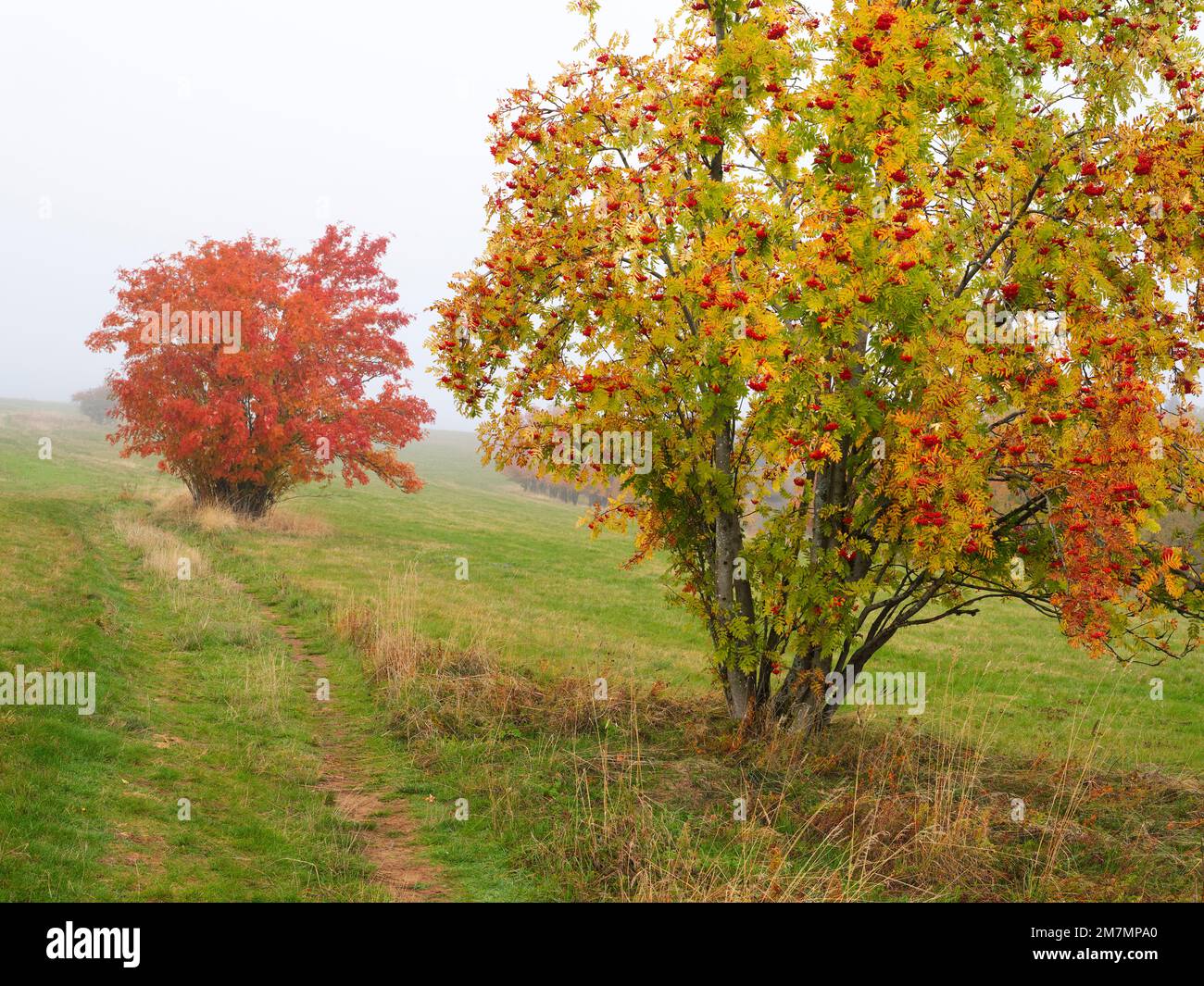 Europe, Germany, Bavaria, UNESCO Biosphere Reserve, Bavarian Rhön ...