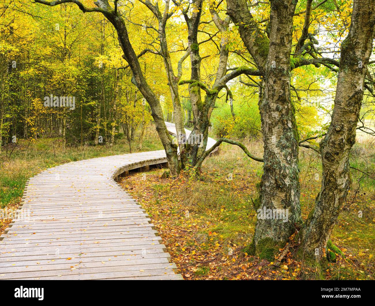 Europe, Germany, Bavaria, Bavarian Rhön Biosphere Reserve, Fladungen ...