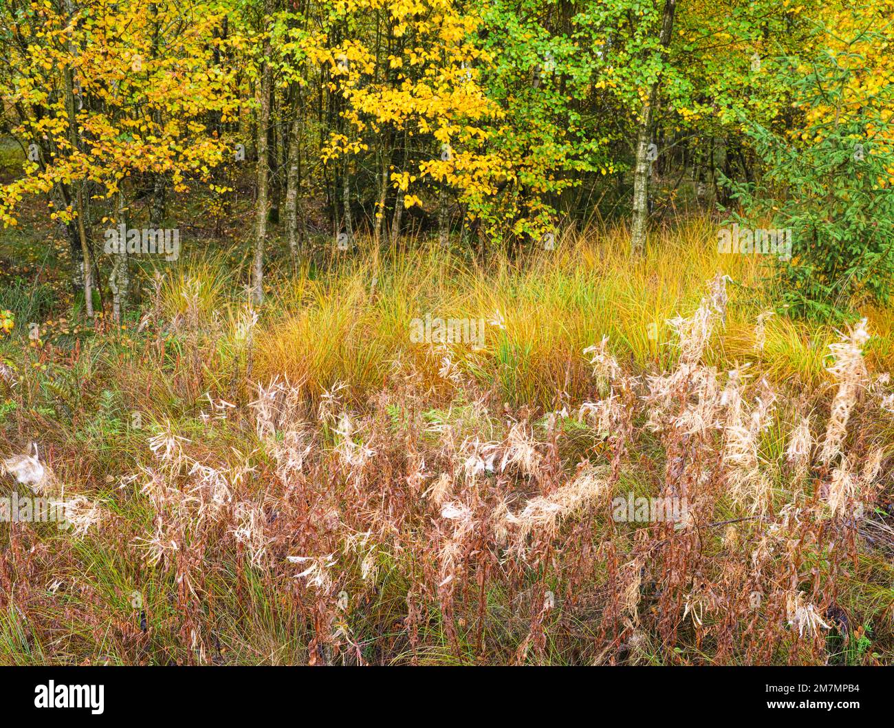 Willowherb with seed stalks hi-res stock photography and images - Alamy