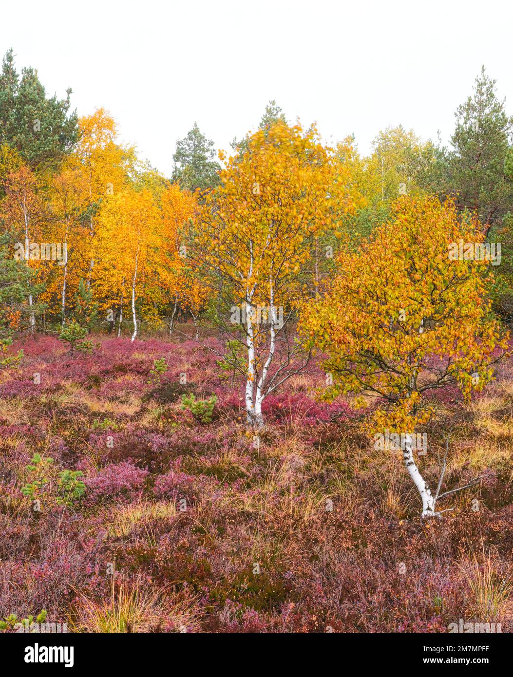 Europe, Germany, Bavaria, Bavarian Rhön Biosphere Reserve, Fladungen ...