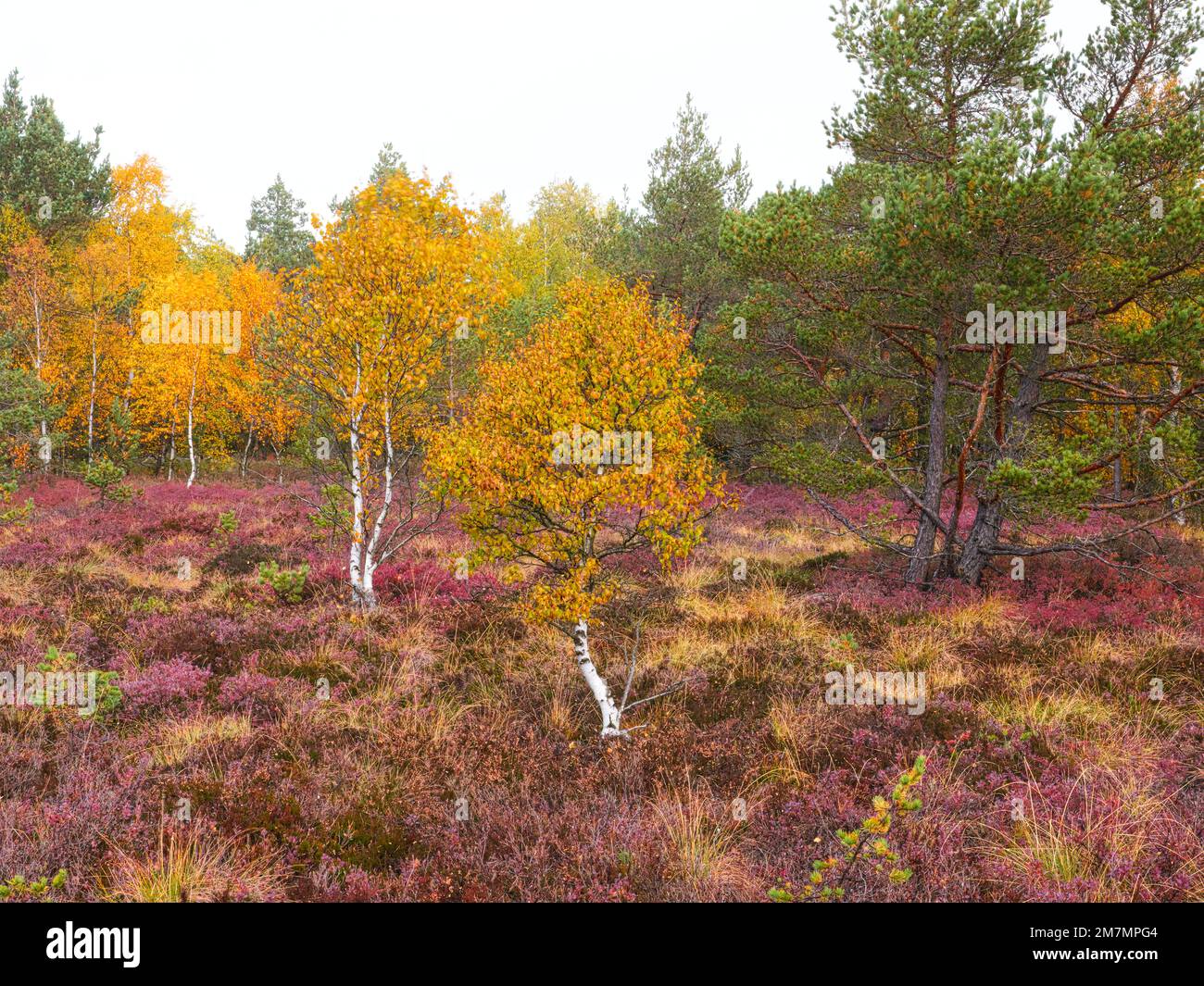 Europe, Germany, Bavaria, Bavarian Rhön Biosphere Reserve, Fladungen ...